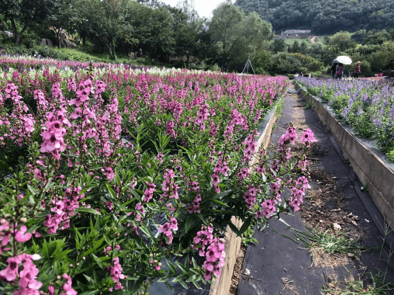 Seoul one-day tour 【Yangju Nari Park - Appreciation of autumn limited ...